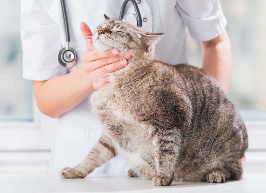 CATARACTS IN CATS- Al Wasl Modern Vet Hospital