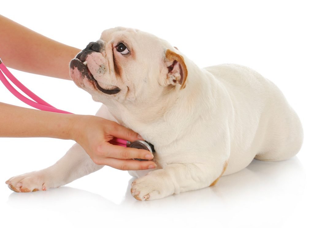 CONGESTIVE HEART FAILURE IN DOGS AND CATS