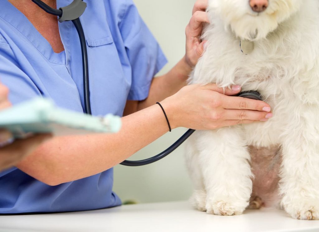 HEART DISEASE IN DOGS AND CATS - Modern Vet