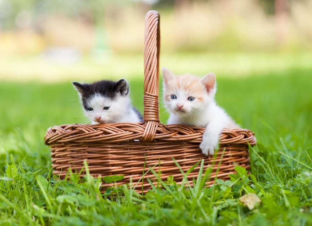 MATING PUREBRED CATS - Modern Vet