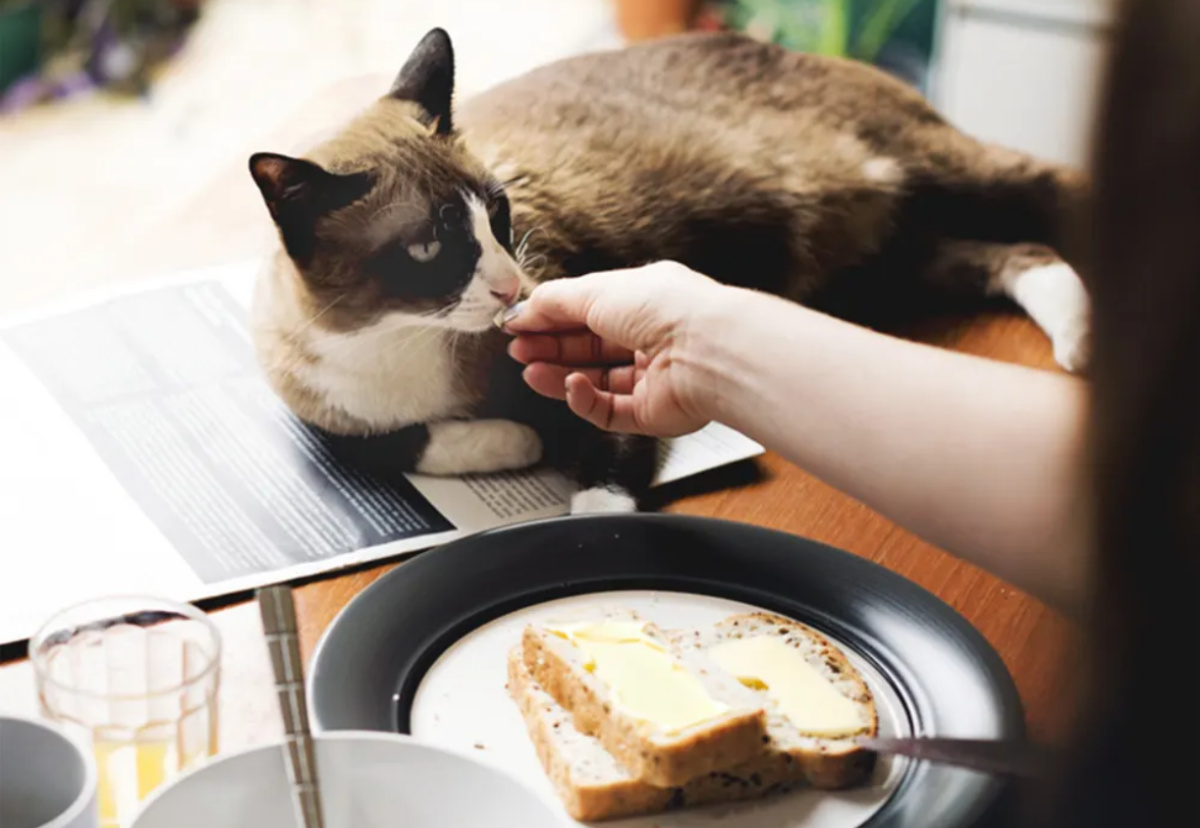 Is butter safe for cats? — Modern Vet
