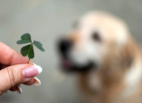 Is Clover safe for dogs? — Modern Vet