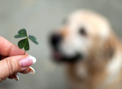 Is Clover safe for dogs? — Modern Vet