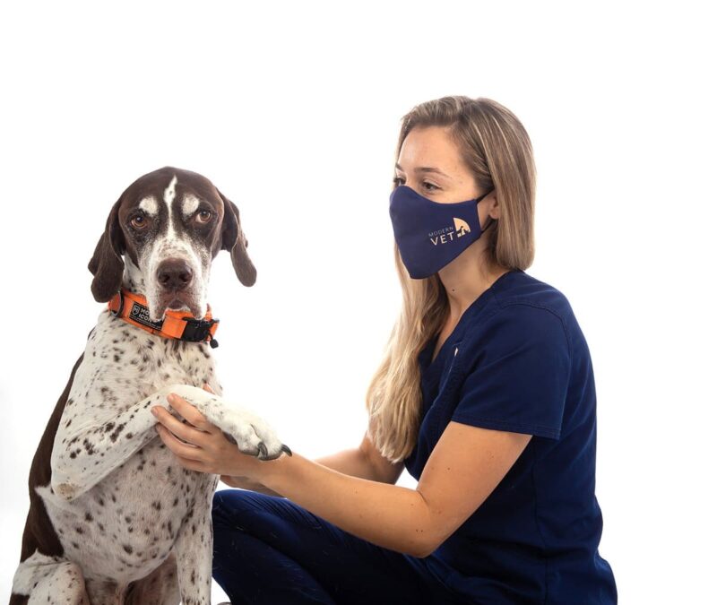 Gallery — Modern Vet - 24 hour vet hospital in the UAE