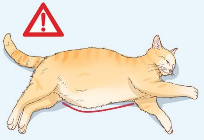 Ascites in Cats: Causes, Symptoms, and Treatment— Modern Vet