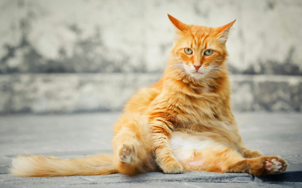 Ascites in Cats: Causes, Symptoms, and Treatment— Modern Vet