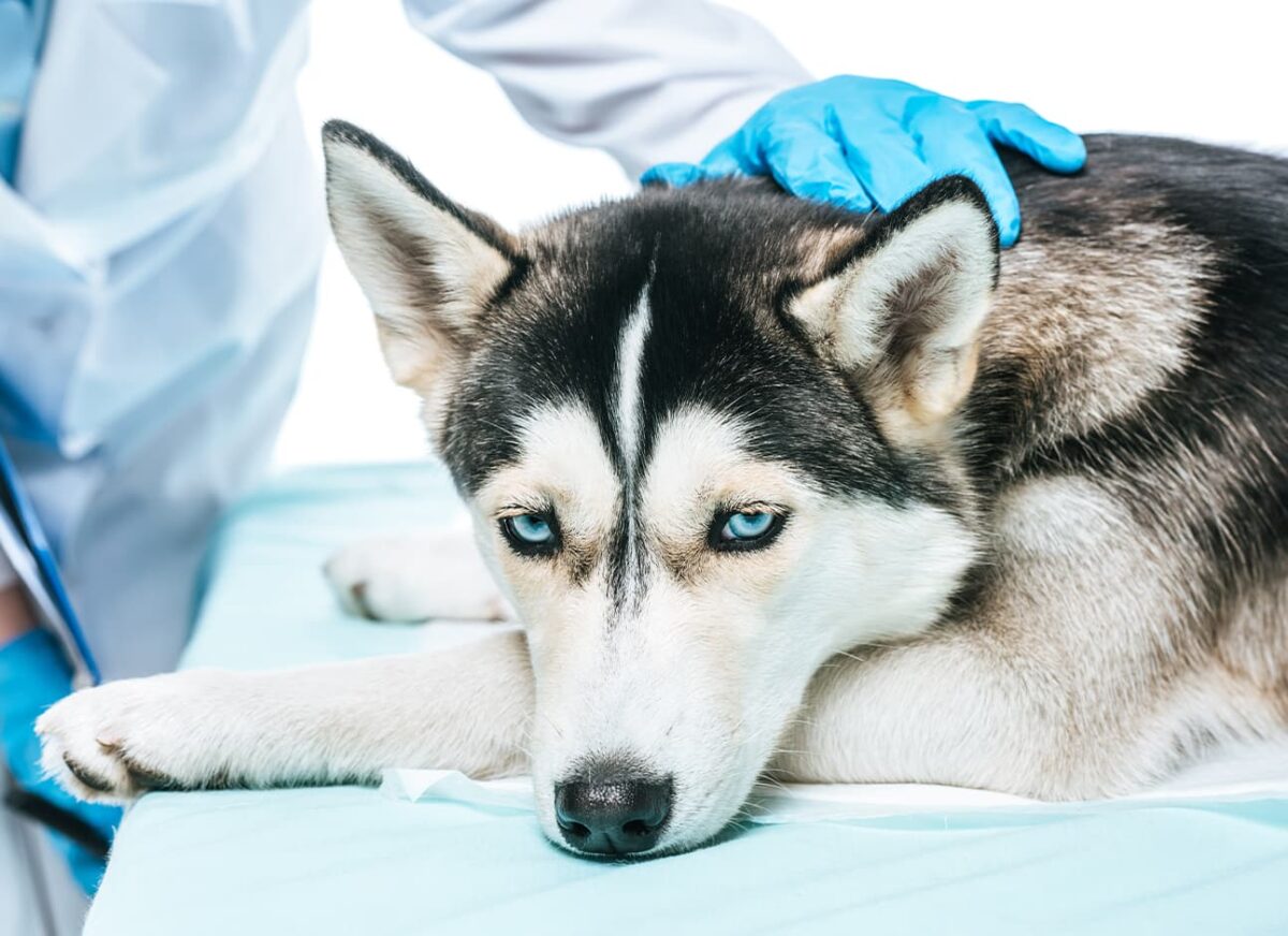 CANCER WARNING SIGNS IN DOGS — Modern Vet - 24 Hour Vet
