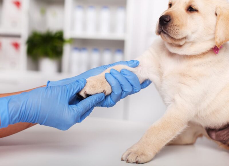 LIMPING IN DOGS: CAUSES AND TREATMENT — Modern Vet