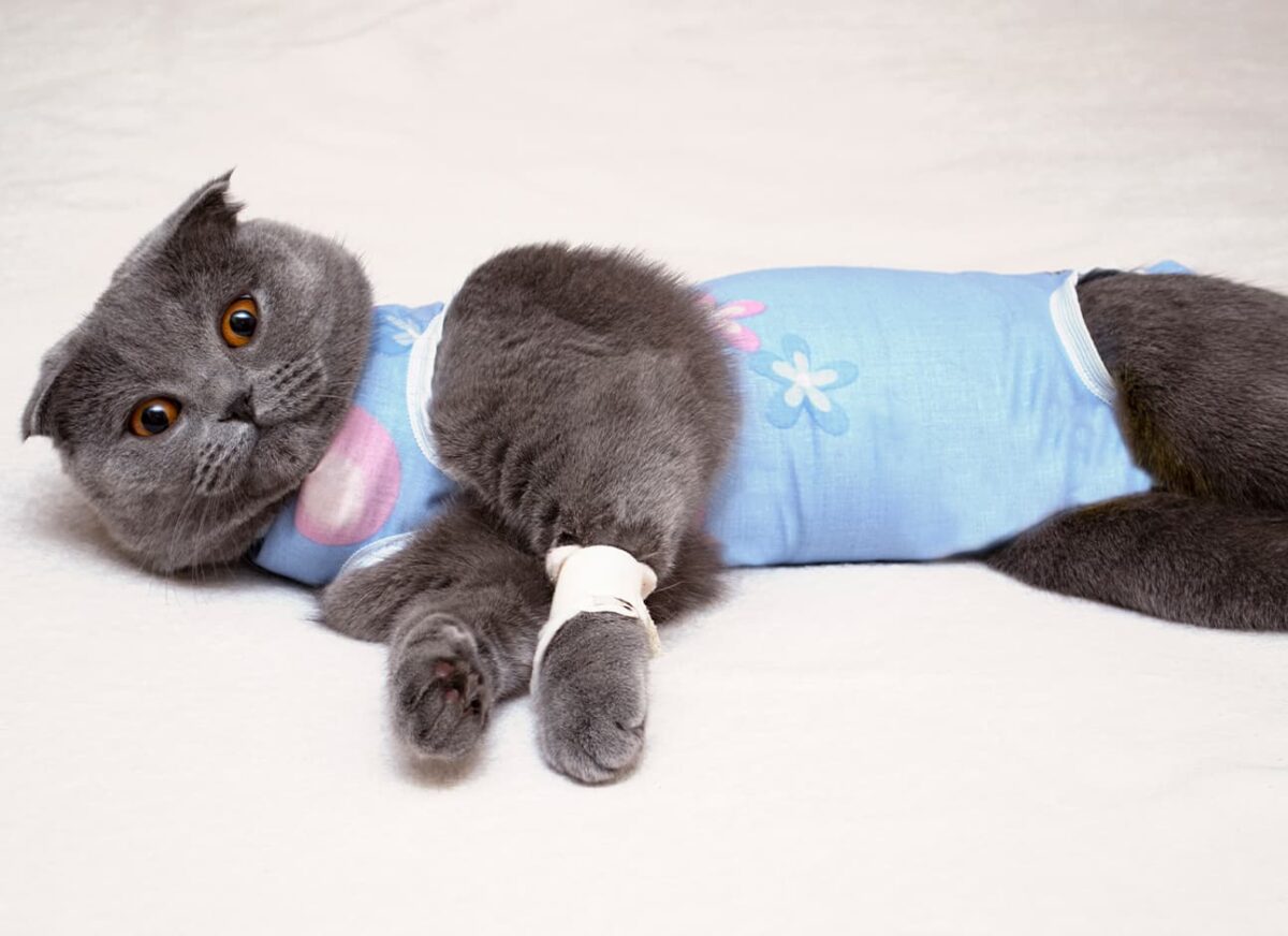 PHYSICAL REHABILITATION IN CATS — Modern Vet