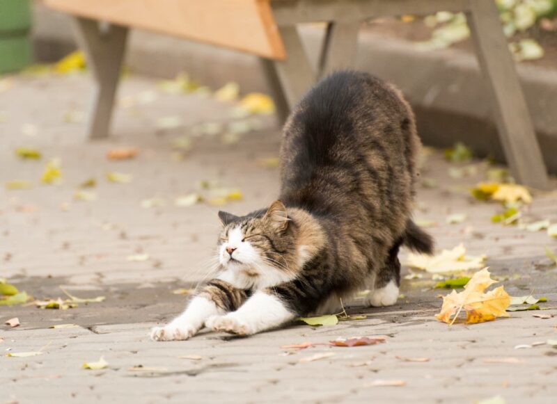 Why Do Cats Arch Their Backs — Modern Vet