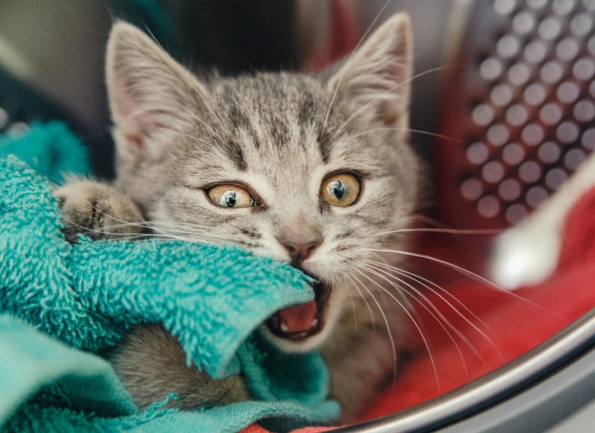 WHY CATS HAVE VIBRISSAE (WHISKERS)? — Modern Vet