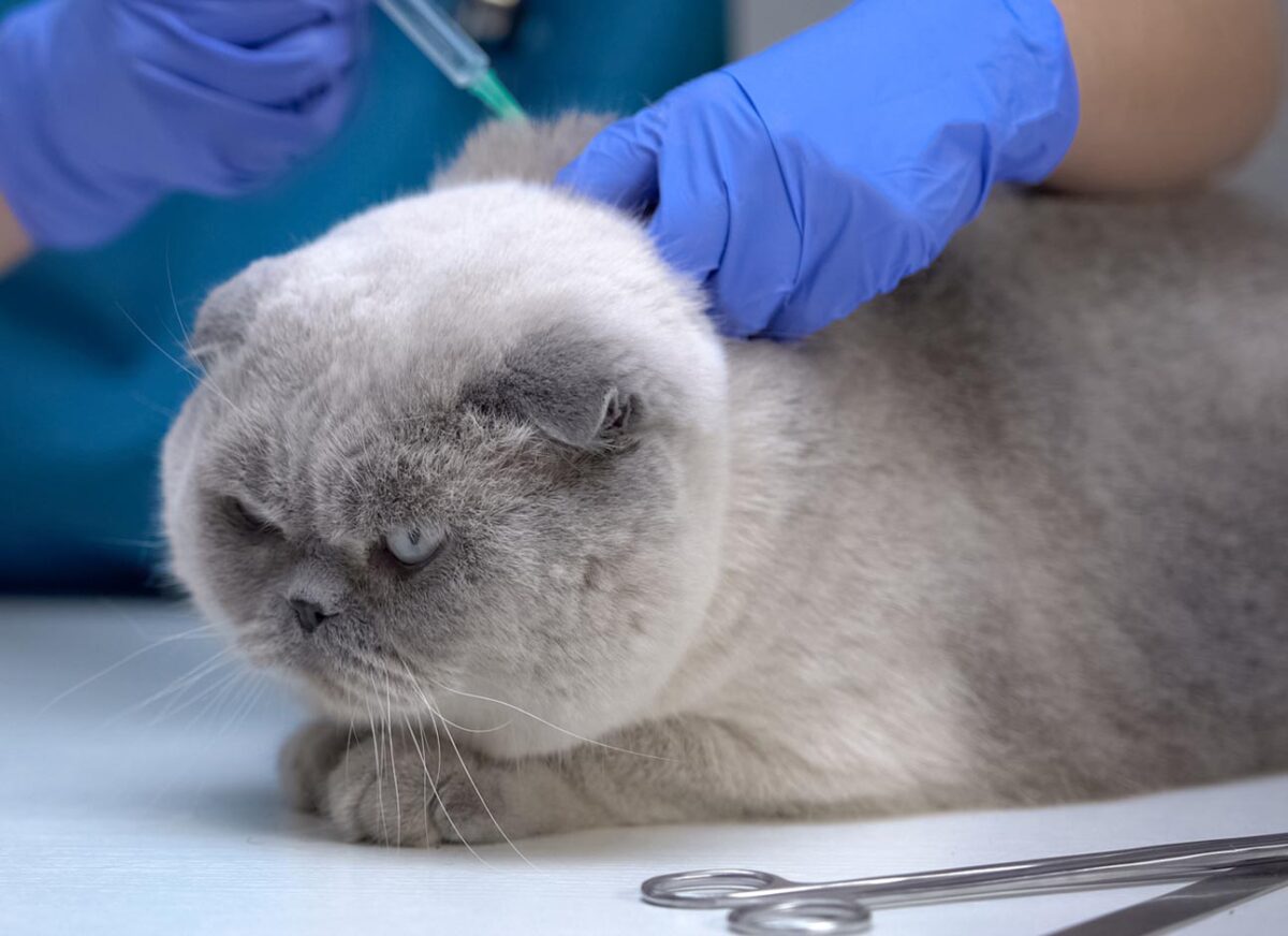 CORONAVIRUS INFECTION CATS