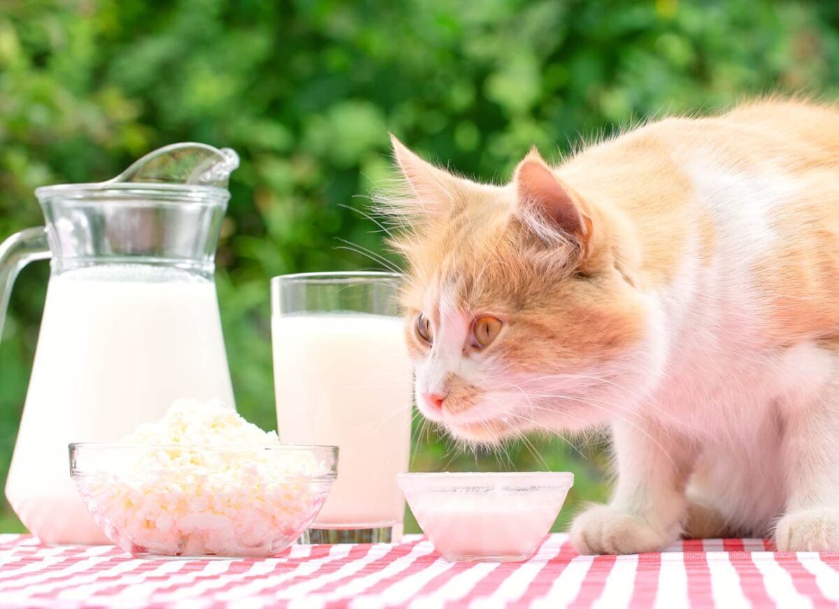 Can Cats Have Cottage Cheese? — Modern Vet