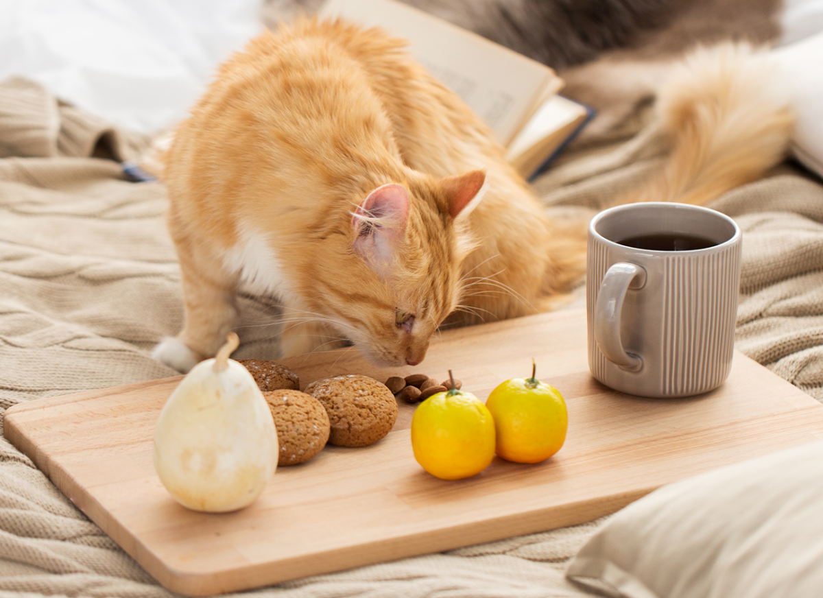 Can cats eat dates? — Modern Vet