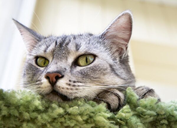 What to Give a Cat for Vomiting: First Aid for Your Pet