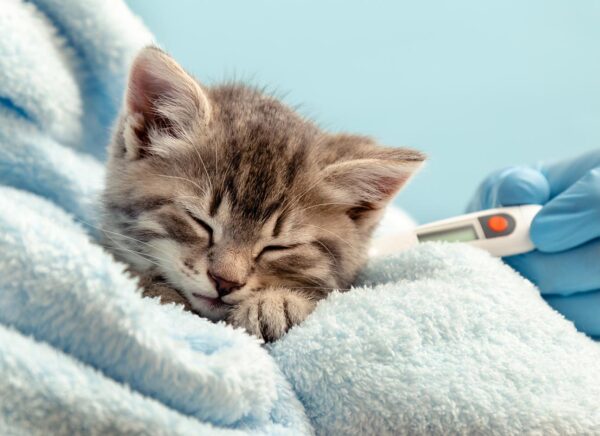 Runny nose in cats: causes, symptoms, treatment - Modern Vet 24/7