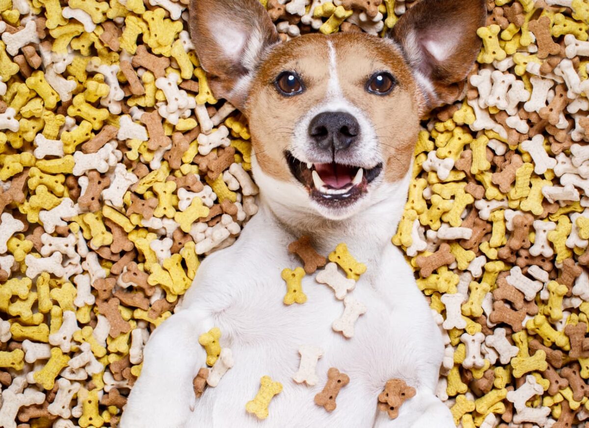 Is Food Coloring Safe For Dogs Modern Vet