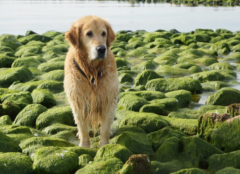 Can dogs eat sea moss? — Modern Vet