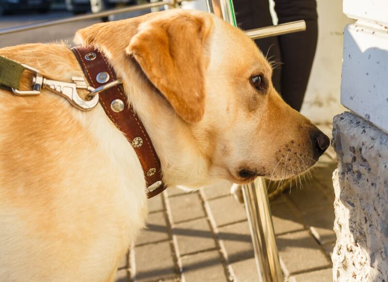 Why is my dog sniffing me so much?— Modern Vet