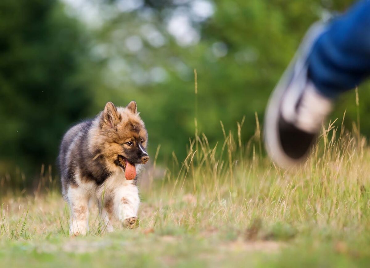 Why Does My Dog Follow Me Everywhere? — Modern Vet