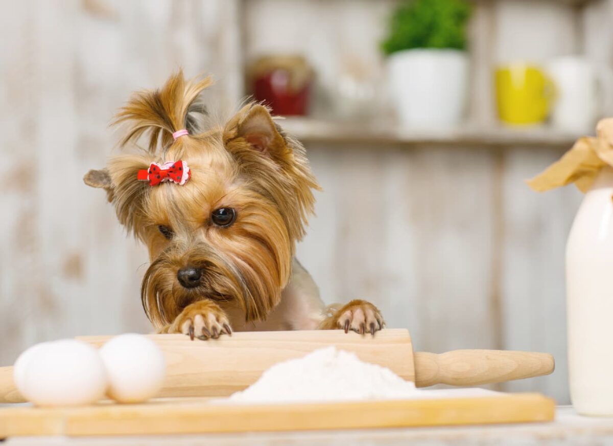 Can dogs have cornstarch? — Modern Vet