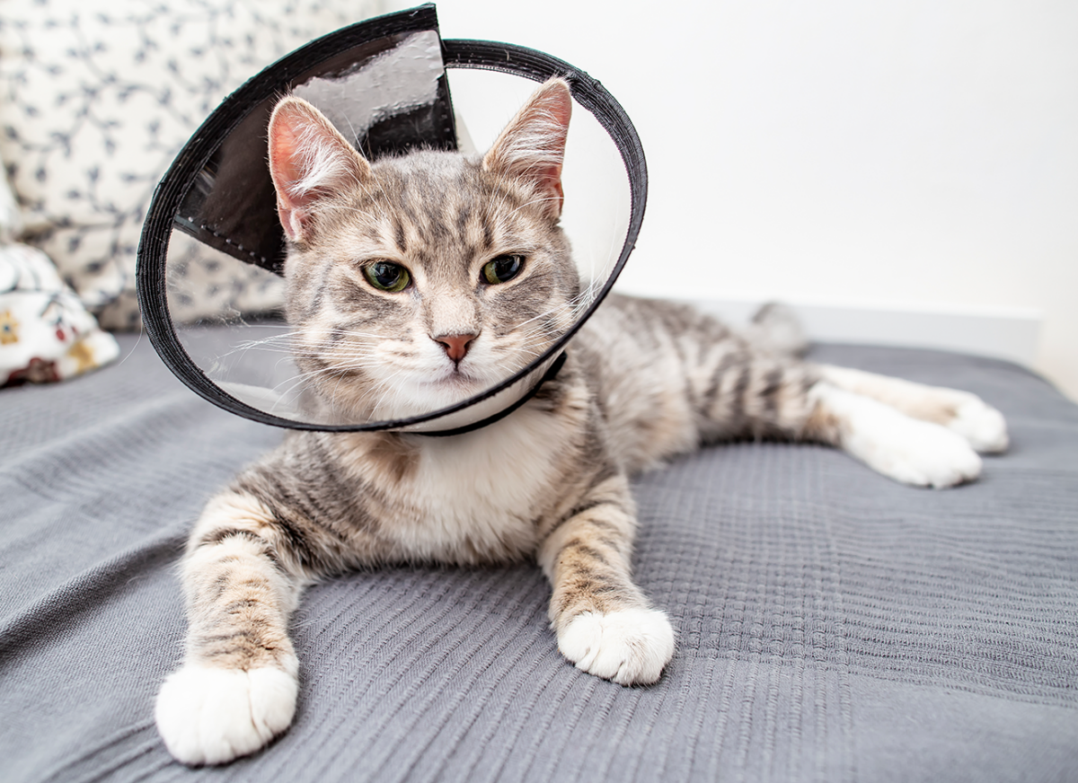 Can a neutered male cat still get a female pregnant? — Modern Vet