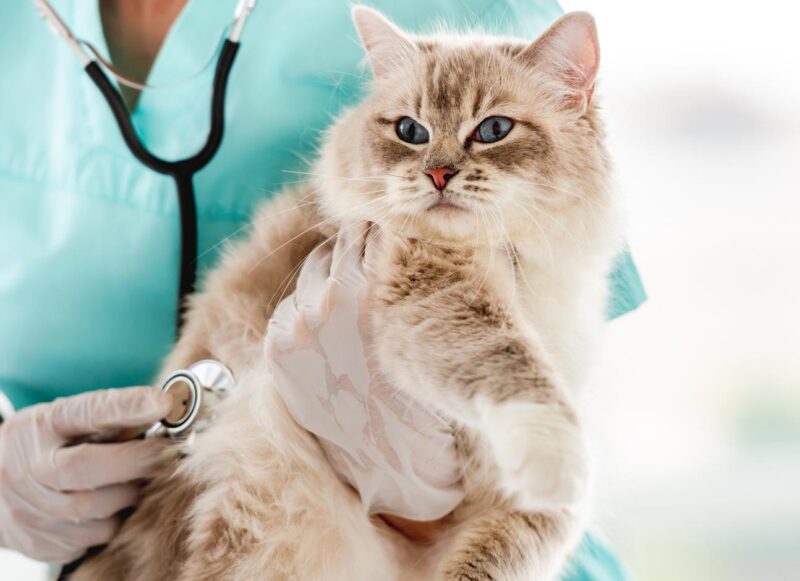 White Discharge in Cats - Types, Causes | Modern Vet