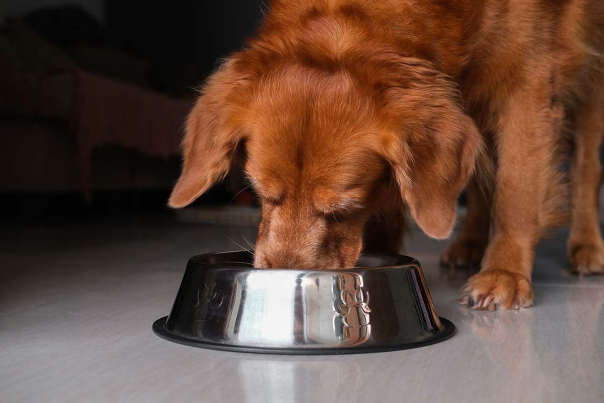 Best Diet for Healthy Dogs: A Comprehensive Guide — Modern Vet