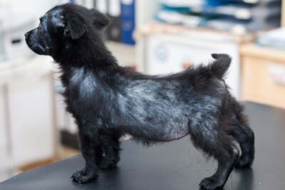 Why Is My Dog Losing Hair in Patches? — Modern Vet