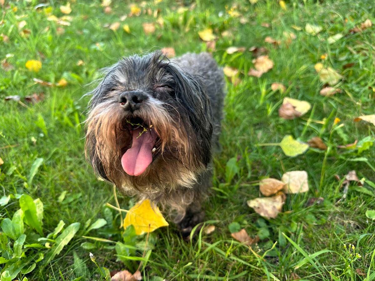 Why is My Dog Coughing and Gagging? — Modern Vet
