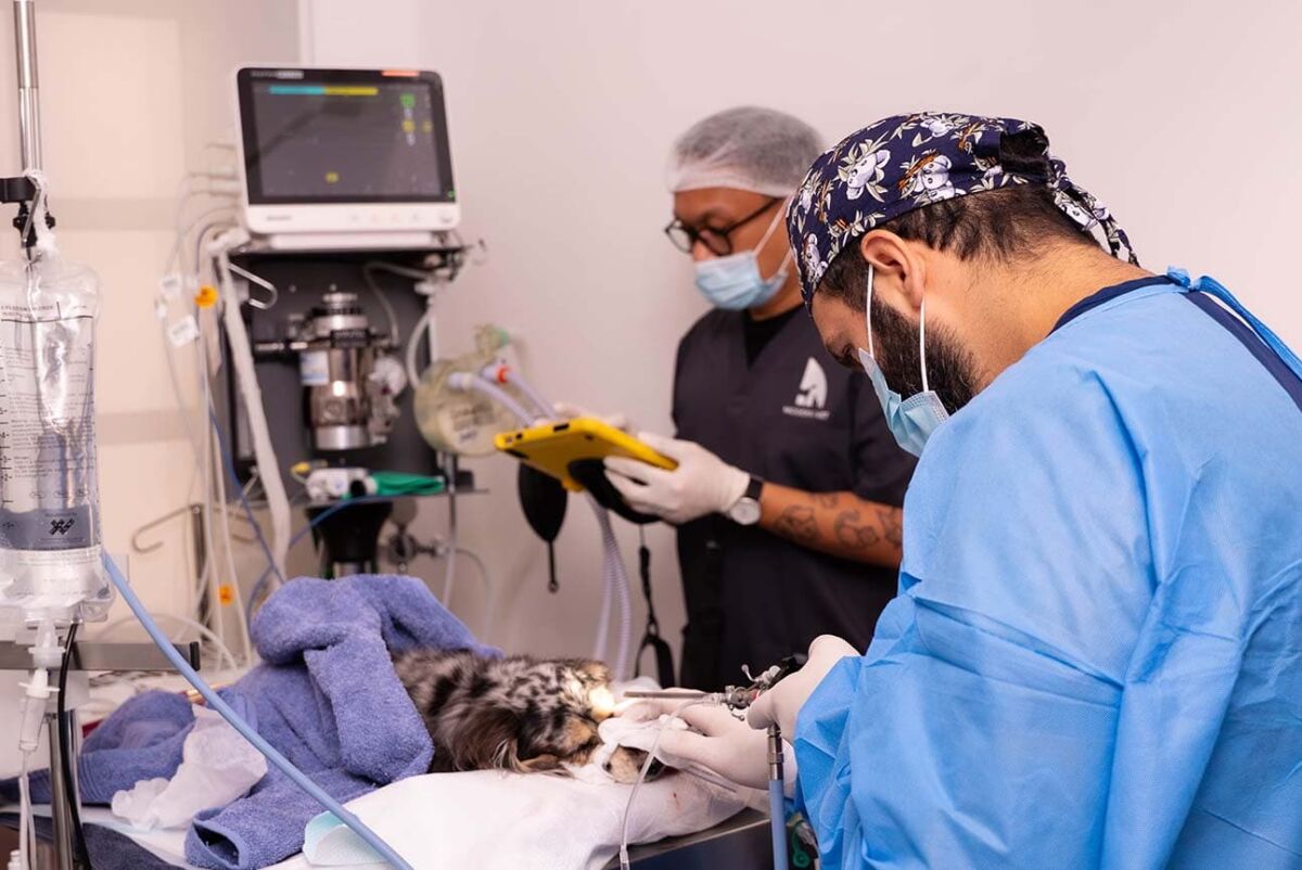 Dog Abscesses Dubai | Symptoms, Treatment & Prevention Guide UAE